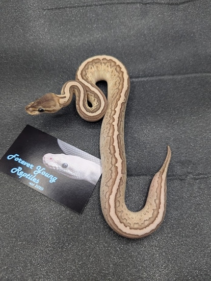 Leopard Lesser Black Pastel Pinstripe 50% Het Clown Ball Python by ...
