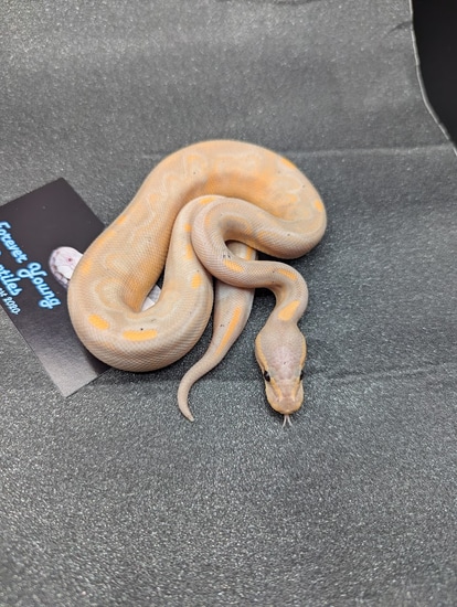 Banana Black Pastel Enchi Calico Pos Yellowbelly Ball Python by Forever ...