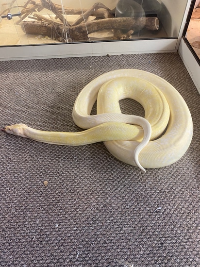 Albino Granite Burmese Python by TS ball pythons