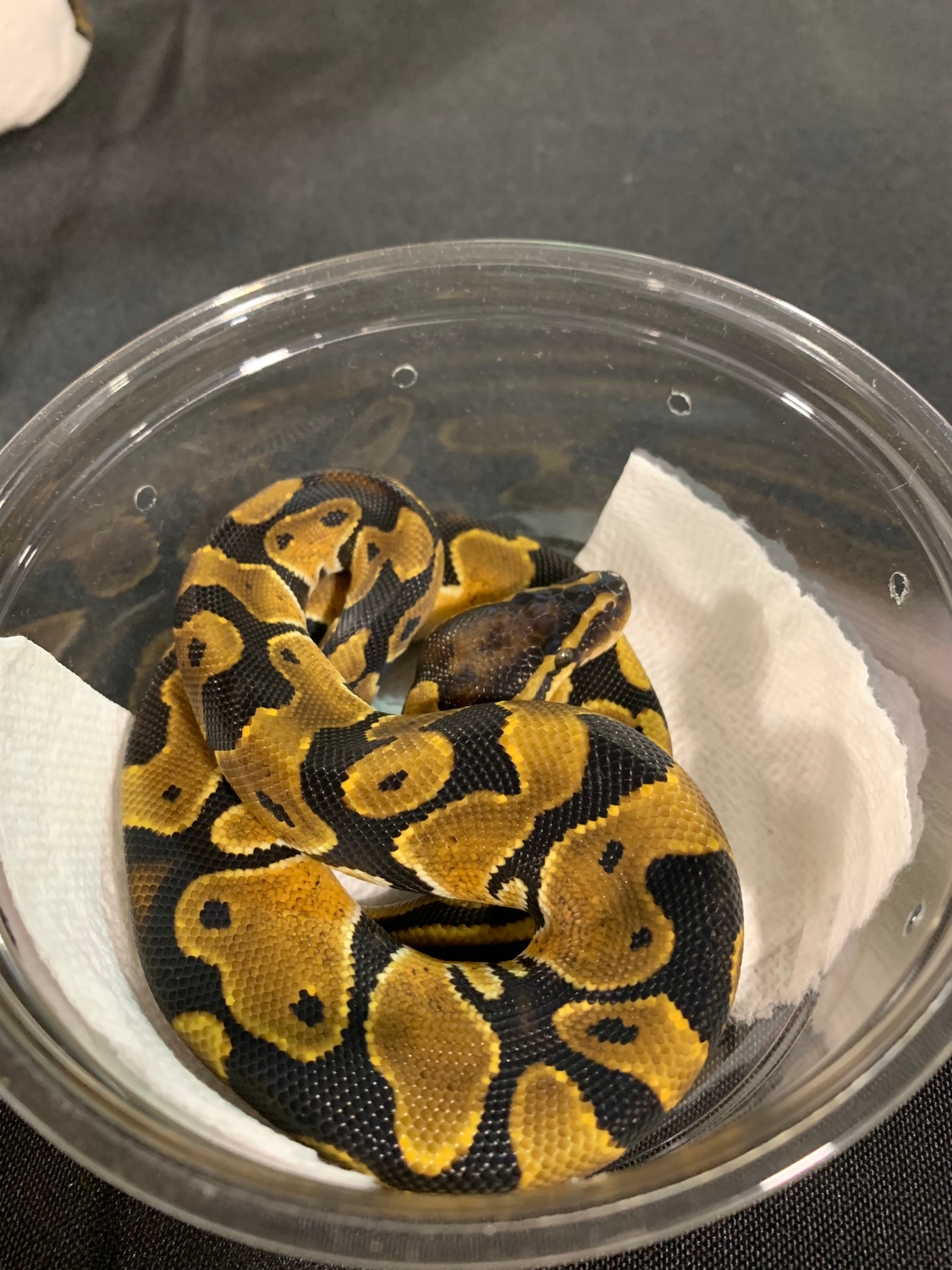 Orange Dream Ball Python by Slytherdor Morphs - MorphMarket