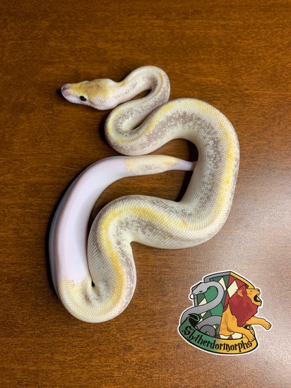 Champagne Chocolate Mojave Ball Python by Slytherdor Morphs