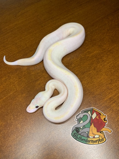 Banana Champagne Mojave Possible Chocolate & Pastel Ball Python by ...