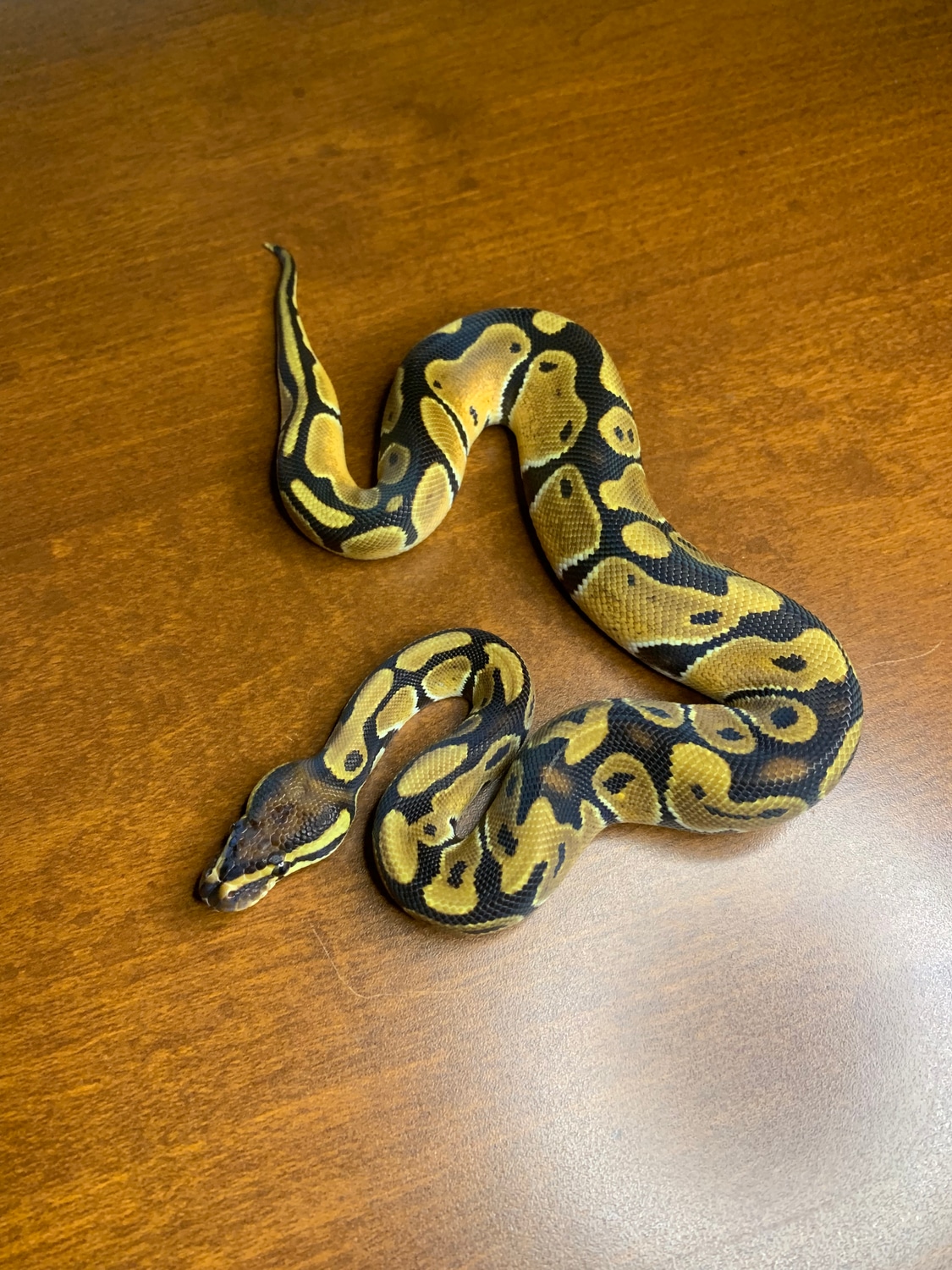 Orange Dream 100% Het Ultramel Ball Python by Slytherdor Morphs ...