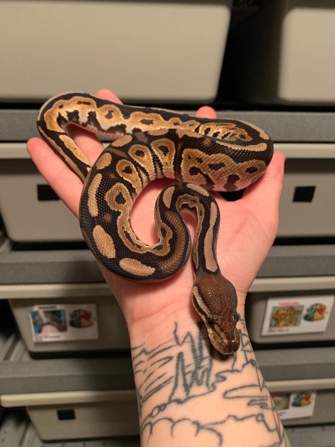 Orange Dream Cinnamon 100% Het Ultramel Ball Python by Slytherdor ...