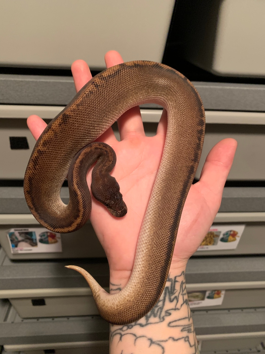 SUMA Ball Python by Slytherdor Morphs - MorphMarket