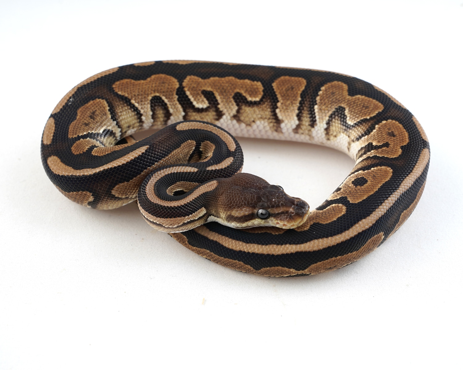 Black Pastel Specter Het Pied Ball Python by Best Dressed Balls ...