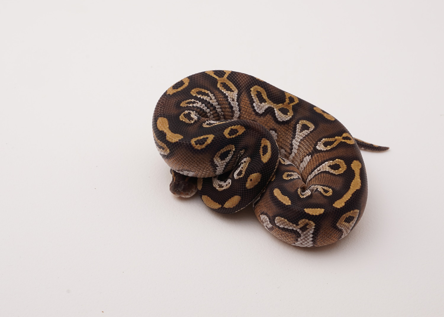 Mojave Garcia Chocolate Red Gene Blackhead Ball Python by Best Dressed ...