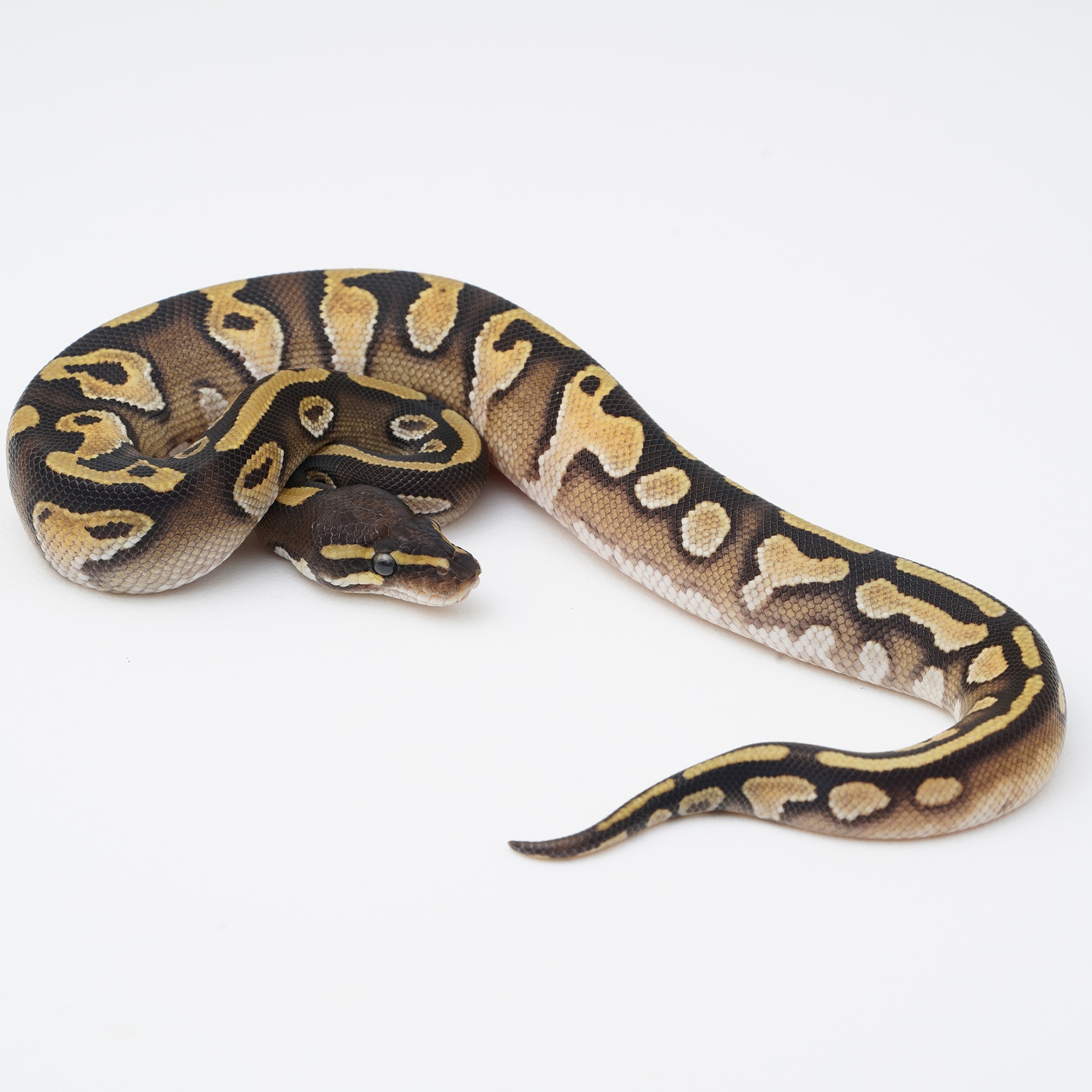 Mojave Calico Ball Python by Best Dressed Balls - MorphMarket