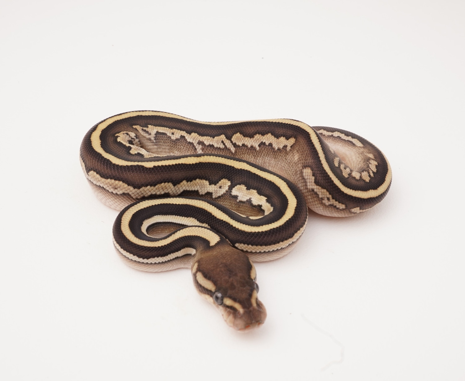 Lesser Satin Black Pastel Mahogany Het Pied Ball Python by Best Dressed ...