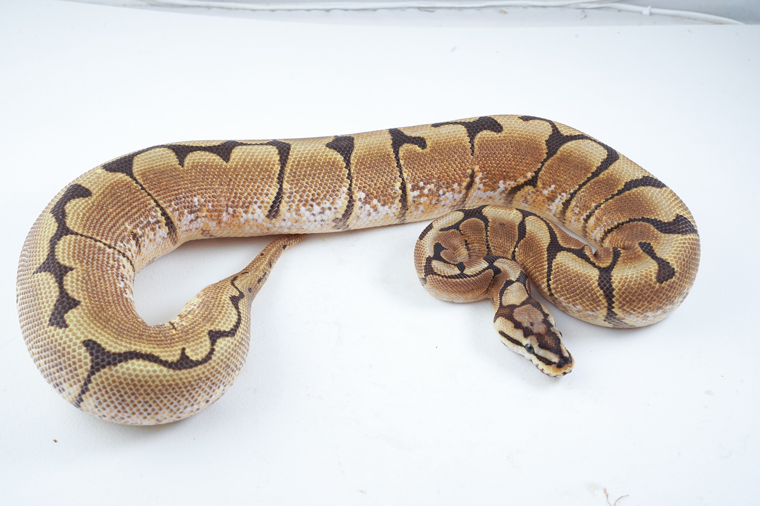 Spider Yellow Belly Ball Python by Best Dressed Balls - MorphMarket
