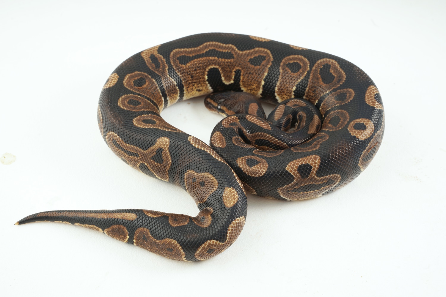 Blackhead Garcia Chocolate Ball Python by Best Dressed Balls - MorphMarket