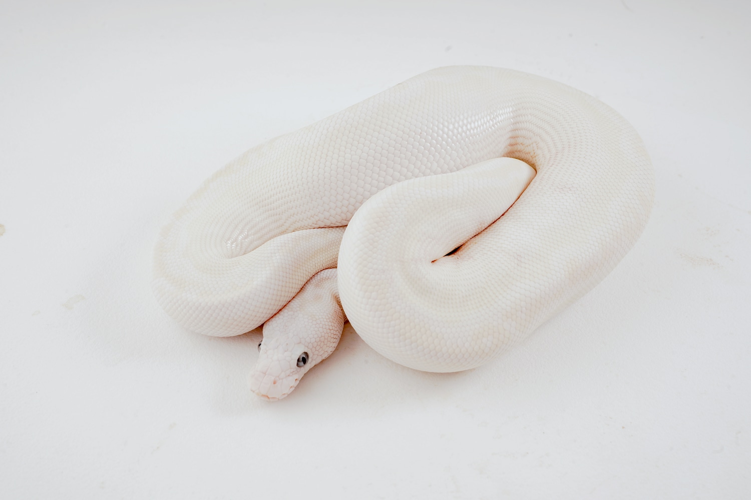 Super Russo Clown Ball Python by Best Dressed Balls - MorphMarket