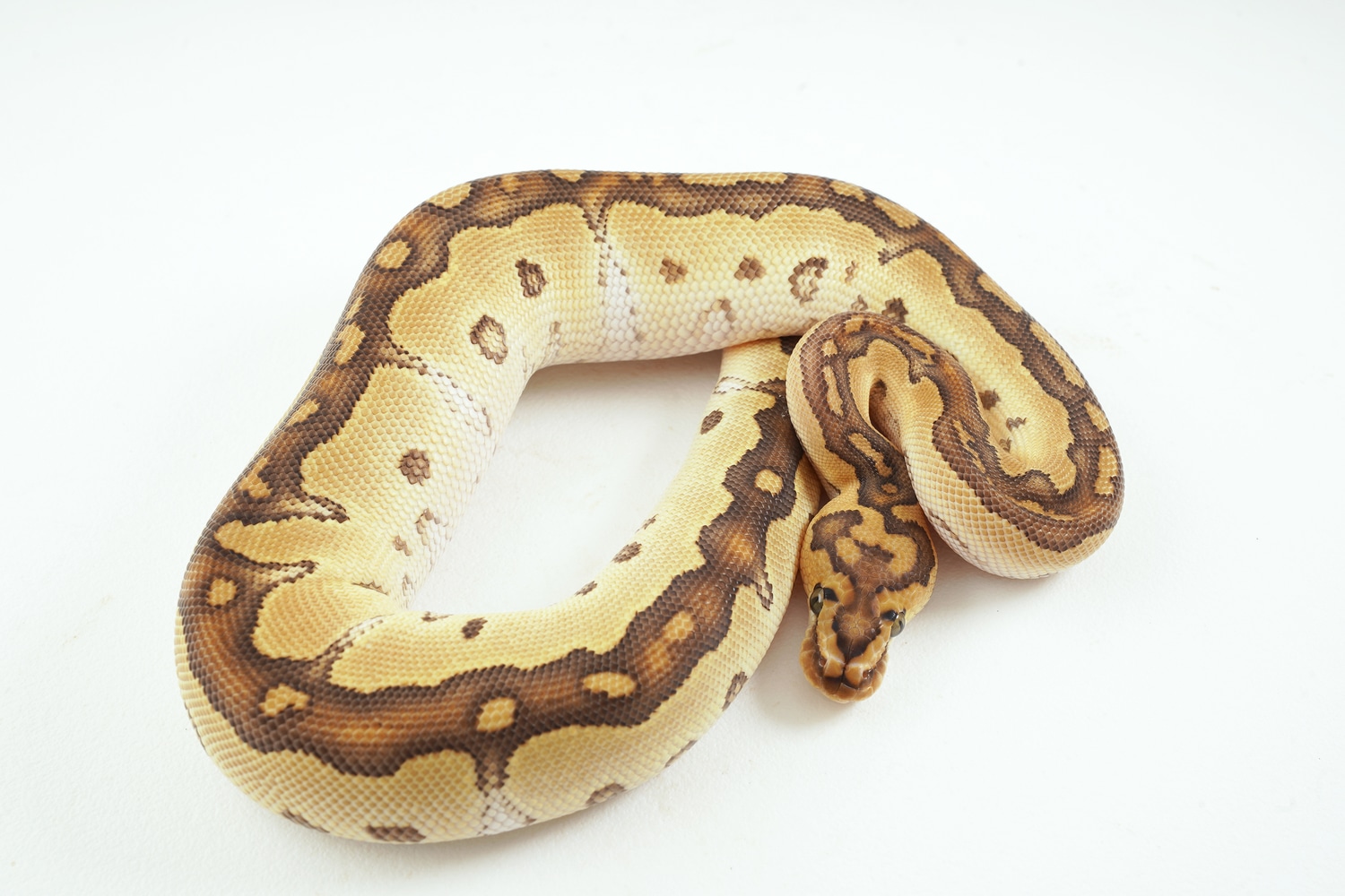 Russo Clown Ball Python by Best Dressed Balls - MorphMarket
