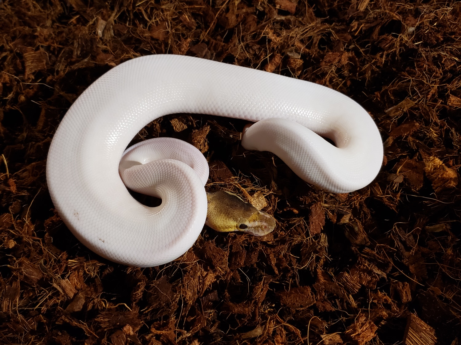 Russo Pied Ball Python by Best Dressed Balls - MorphMarket