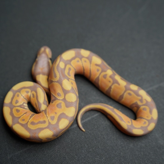 Banana Russo Het Clown Ball Python by Best Dressed Balls