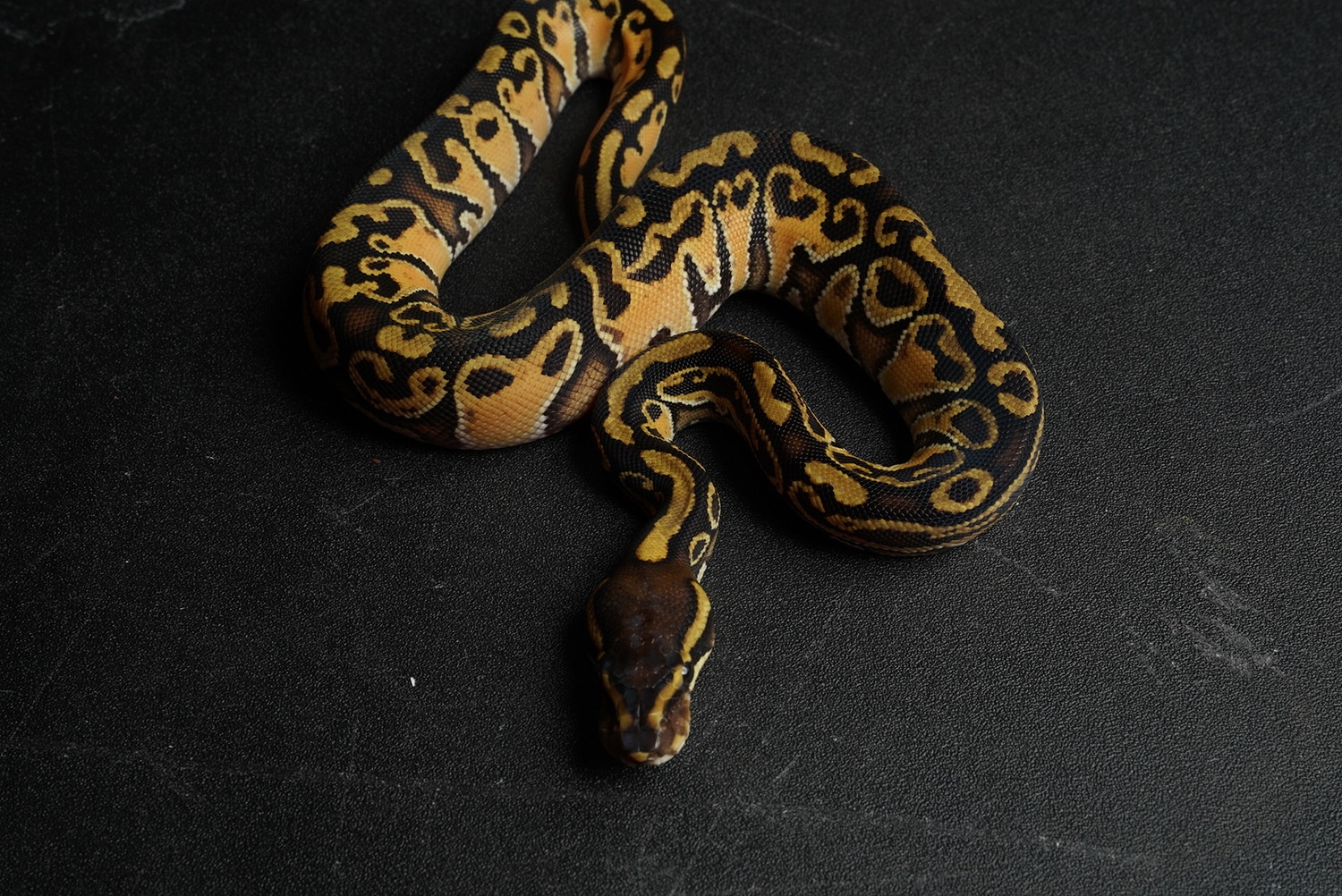 Pastel Specter Hurricane Ball Python by Best Dressed Balls - MorphMarket