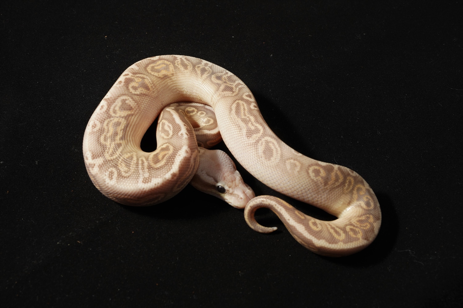 Banana Black Pewter Hurricane 66% Het Clown Ball Python by Best Dressed ...