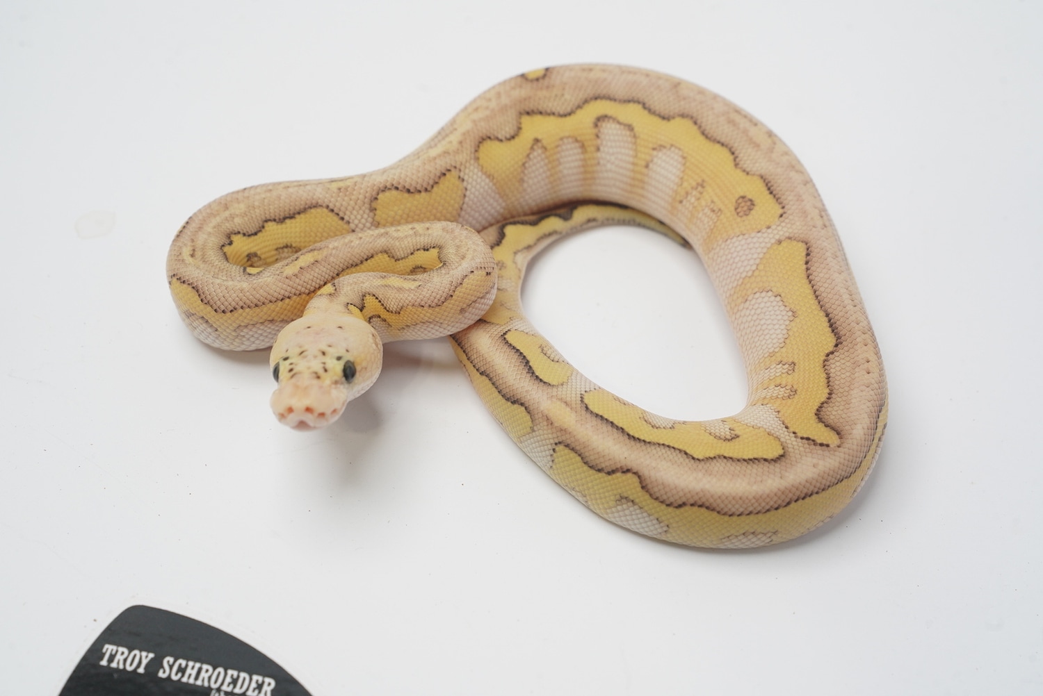 Pastel Butter Hurricane Clown Ball Python by Best Dressed Balls ...