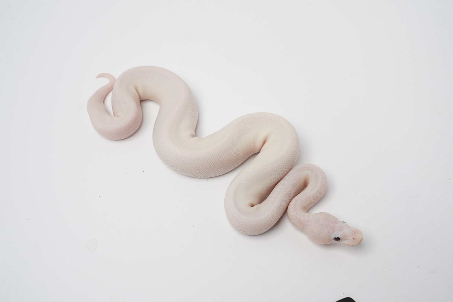Special Pied All White Ball Python by Best Dressed Balls - MorphMarket