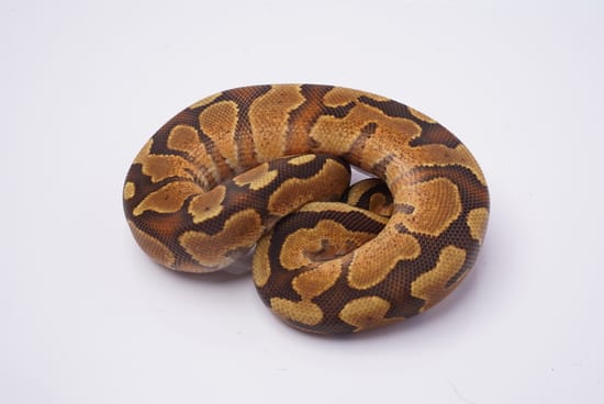 Enchi Huffman 3x Pos Het Pied Clown Hypo Ball Python by Best Dressed Balls