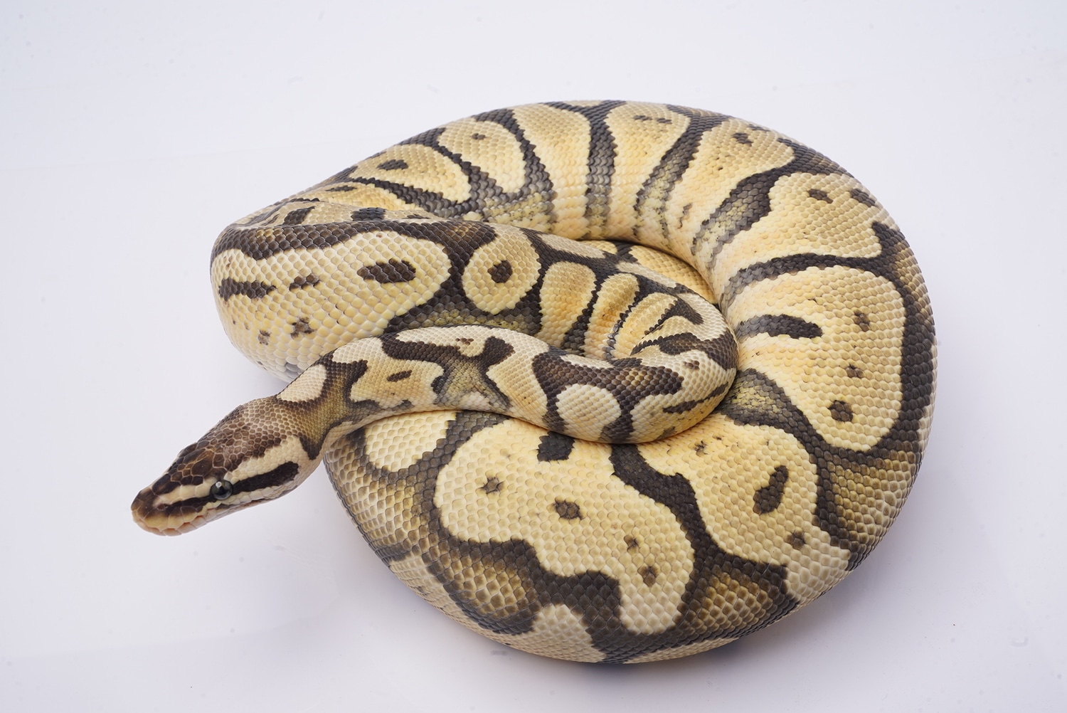 Super Pastel Het Monarch Het Pied Ball Python by Best Dressed Balls ...