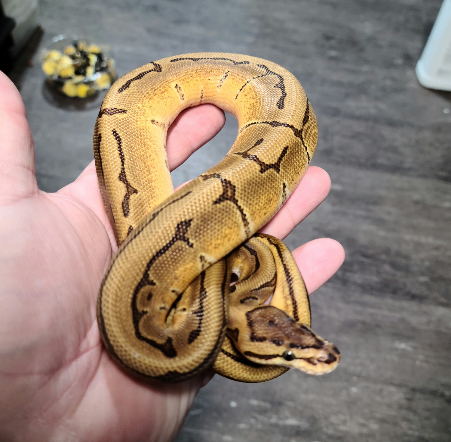Enchi Pinstripe Het Monarch Het Pied Pos Het Clown Ball Python by Best ...