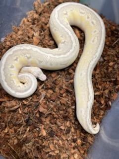 Soul Sucker YB Pastel Ball Python by Best Dressed Balls