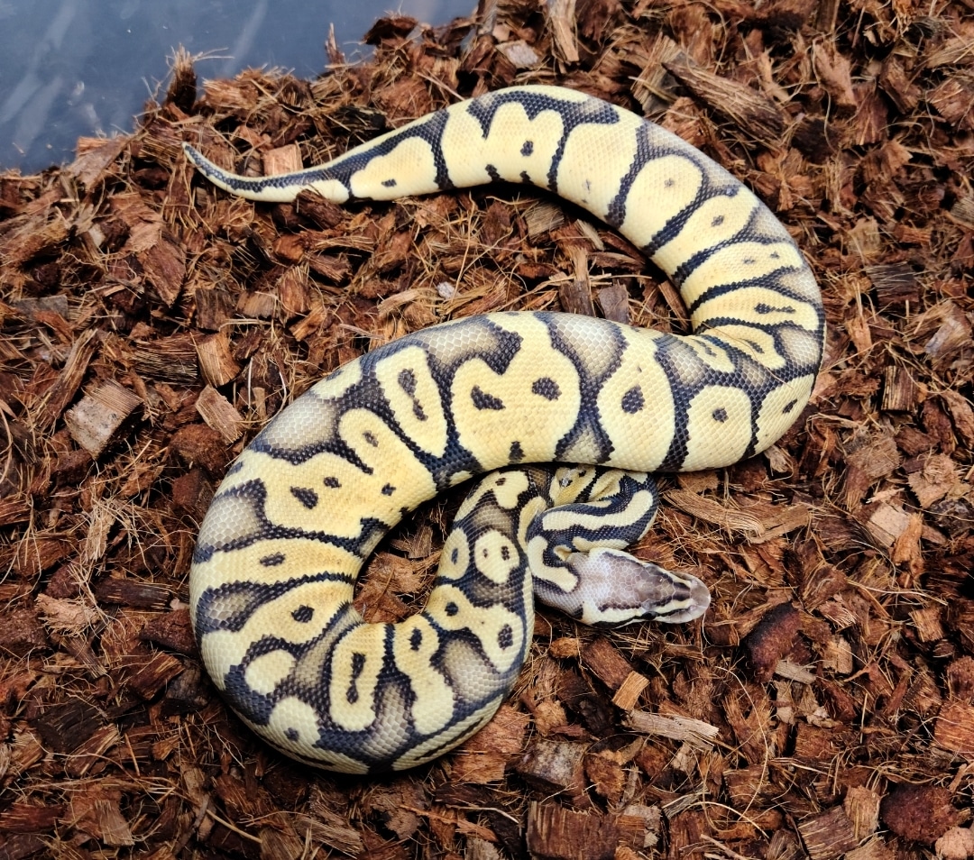 Super Pastel 100% Het Monarch Ball Python by Best Dressed Balls ...