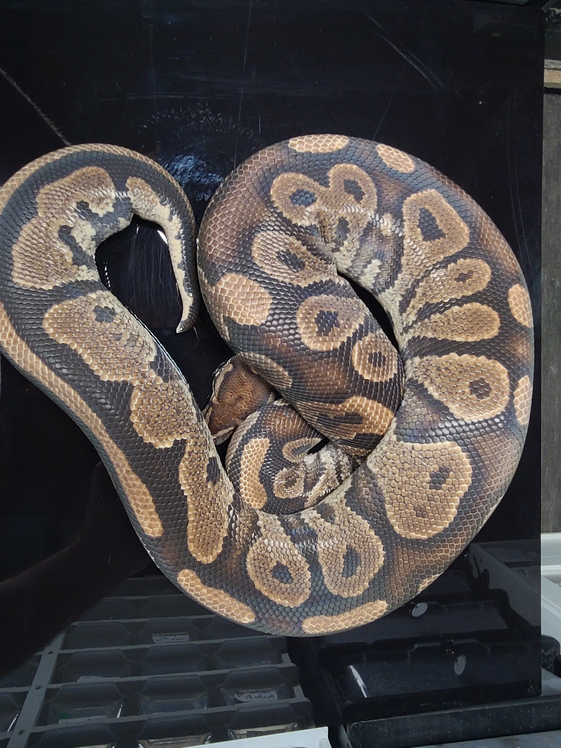 Yellow Belly Ball Python by Best Dressed Balls - MorphMarket