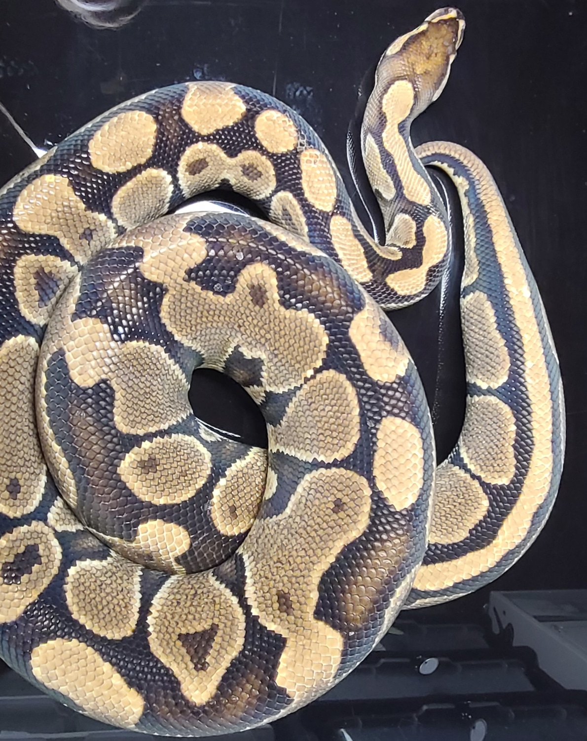 Yellow Belly Ball Python by Best Dressed Balls - MorphMarket