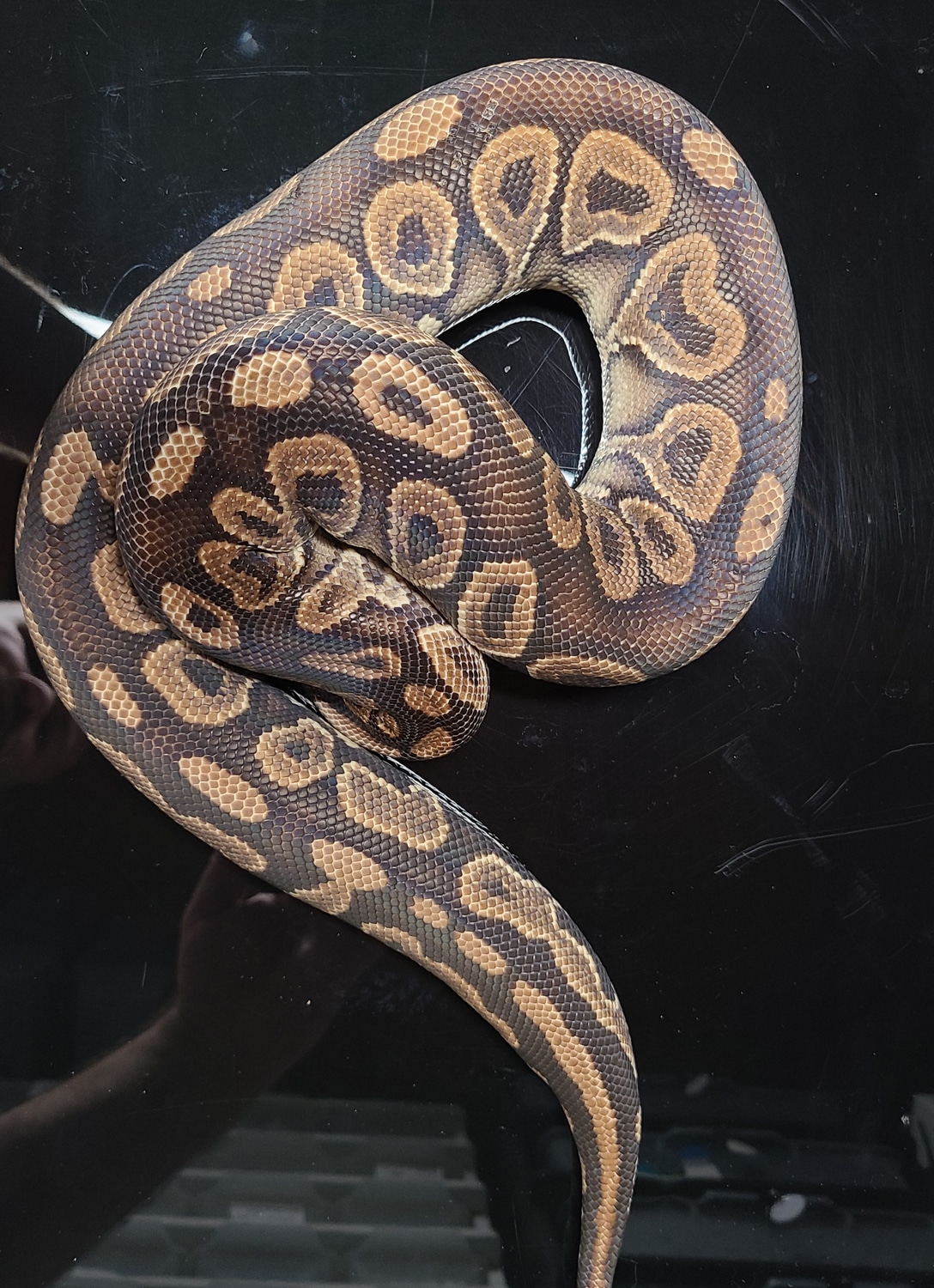 Mahogany HRA RTB GIRL Ball Python by Best Dressed Balls - MorphMarket