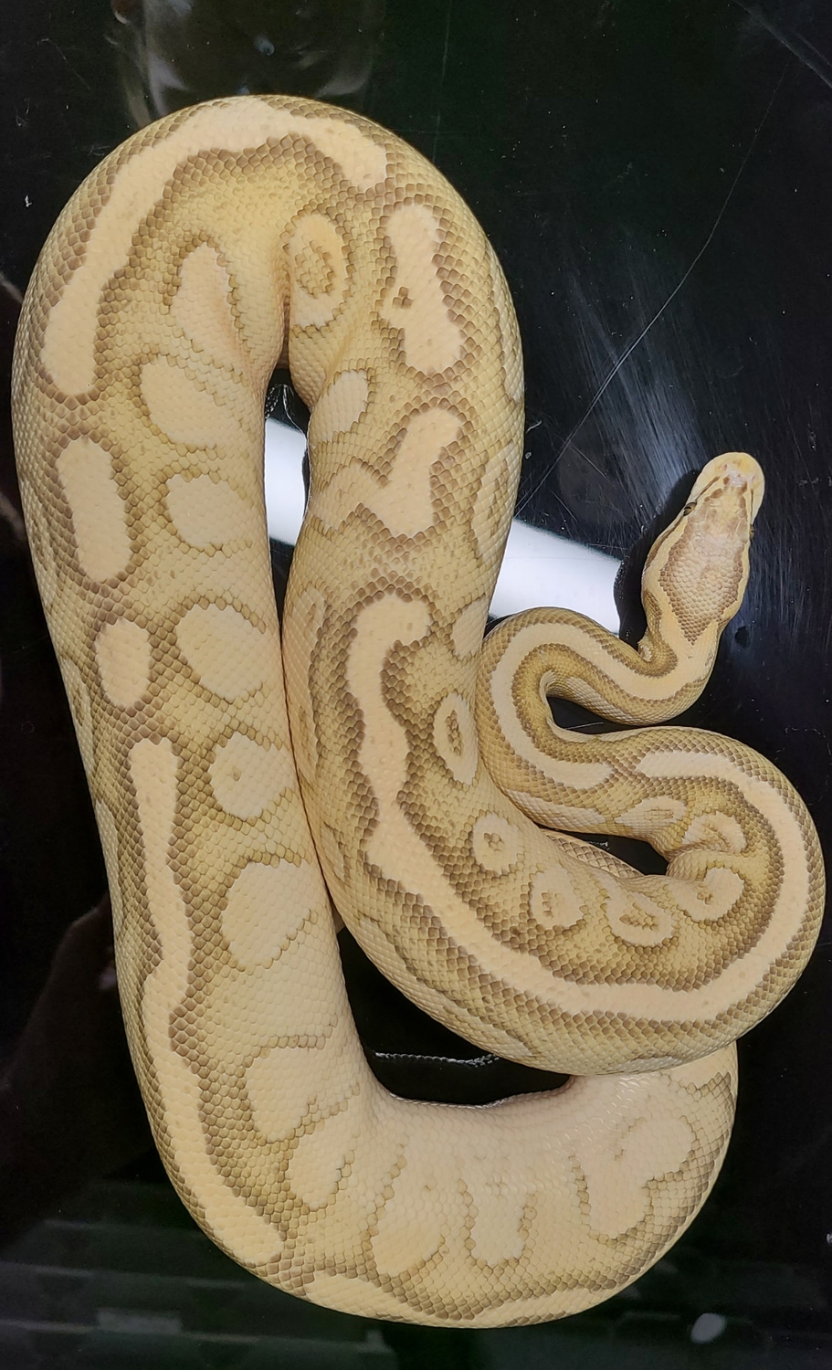 ButterFly Het Clown Ball Python by Best Dressed Balls - MorphMarket
