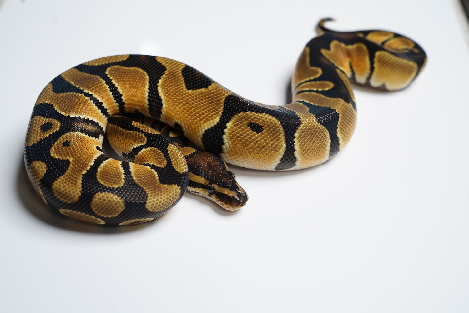 Orange Dream Yellowbelly Het Pied Ball Python by Best Dressed Balls ...