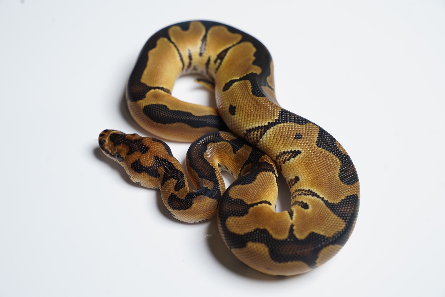 Clown Het DG Ball Python by Best Dressed Balls - MorphMarket