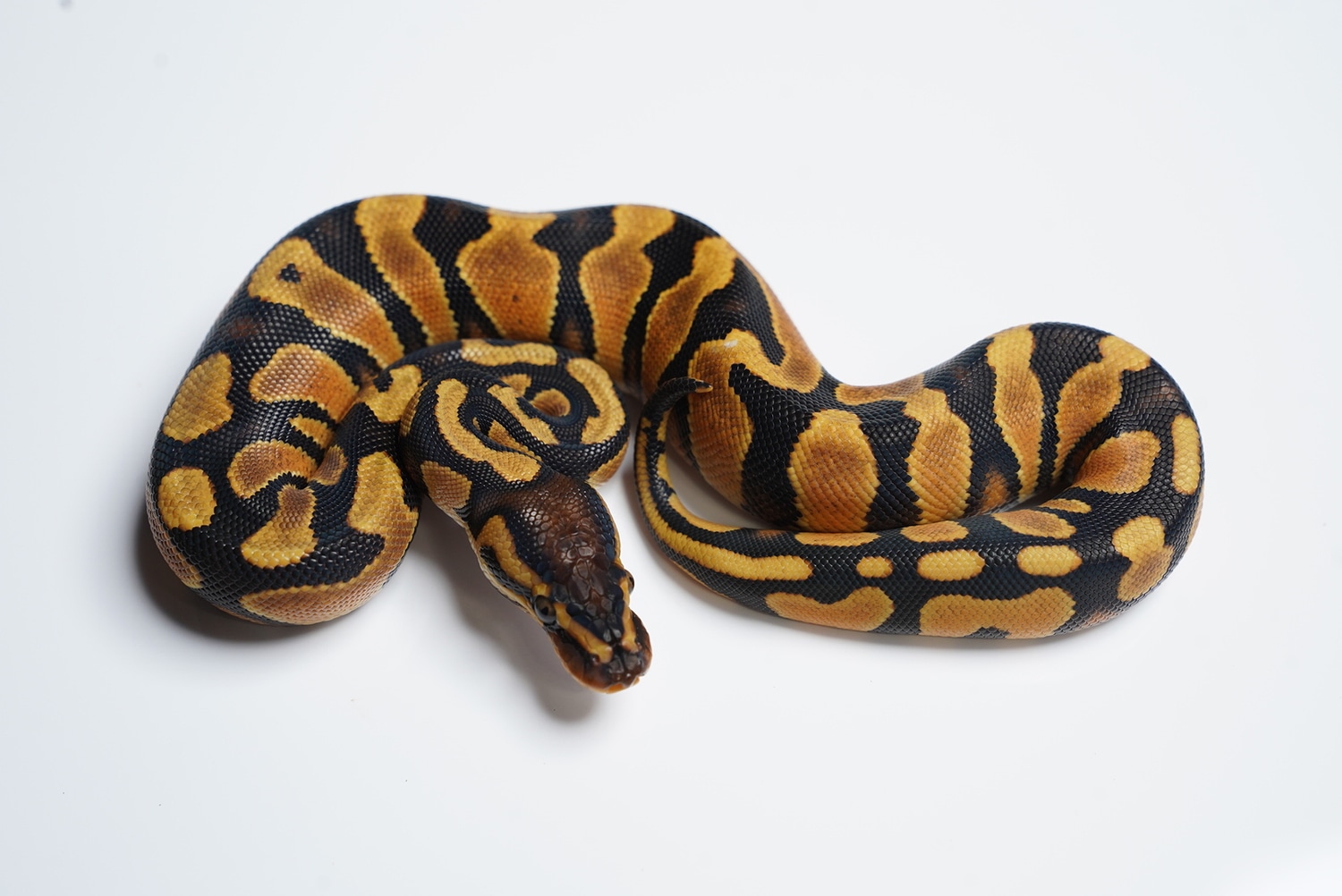 OD YB Or Gravel Ball Python by Best Dressed Balls - MorphMarket