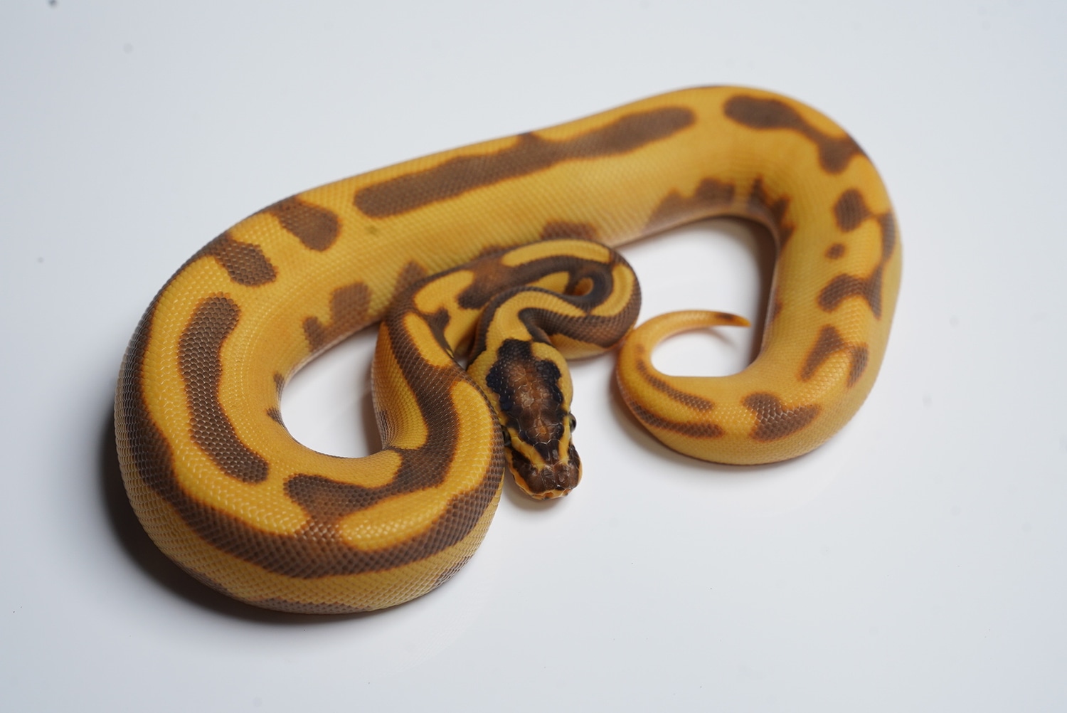 Fire Enchi Orange Dream Leopard Yellowbelly Or Gravel Ball Python by ...