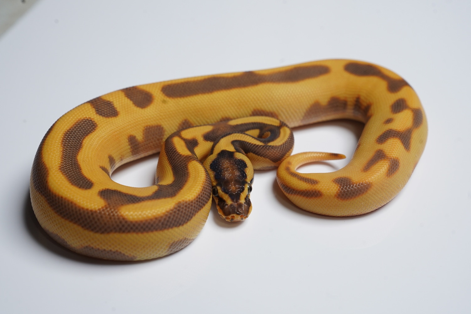 Fire Enchi Orange Dream Leopard Yellowbelly Or Gravel Ball Python by ...