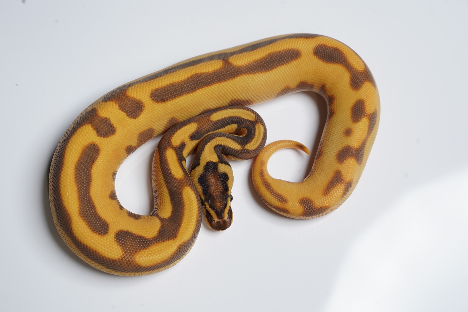 Fire Enchi Orange Dream Leopard Yellowbelly Or Gravel Ball Python by ...