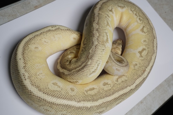 Soul Sucker Pastel YB Proven Girl Ball Python by Best Dressed Balls