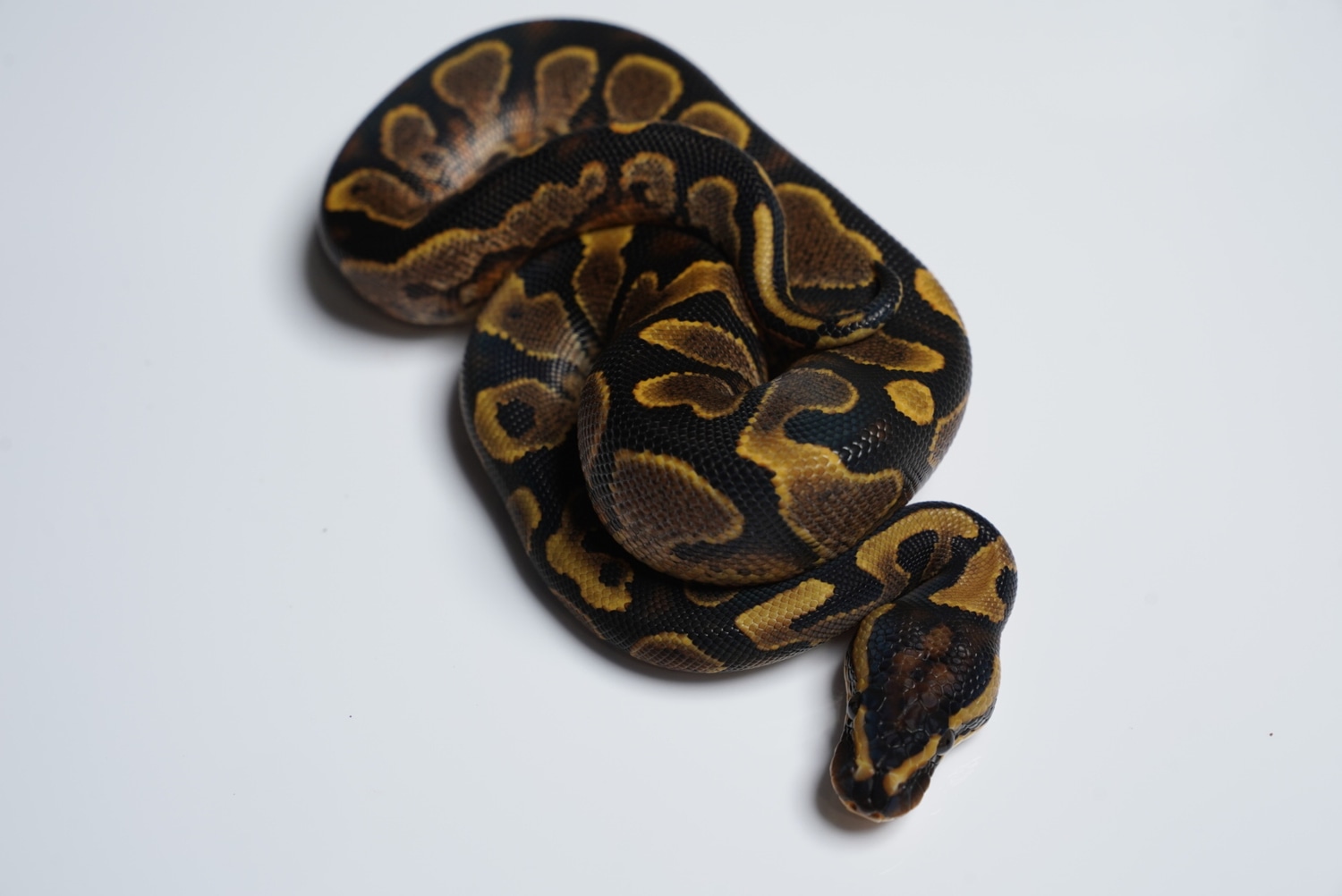 Fire Calico 66% Het Monarch Ball Python by Best Dressed Balls - MorphMarket