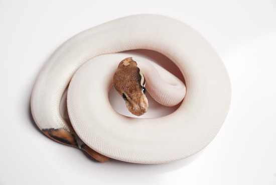 Black Pastel Fire Pied Ball Python by Best Dressed Balls