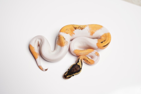 Orange Dream Calico Pied Ball Python by Best Dressed Balls