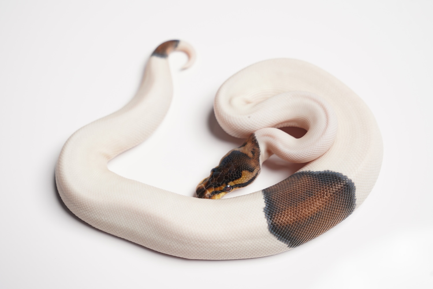 Black Pastel Pied Ball Python by Best Dressed Balls - MorphMarket