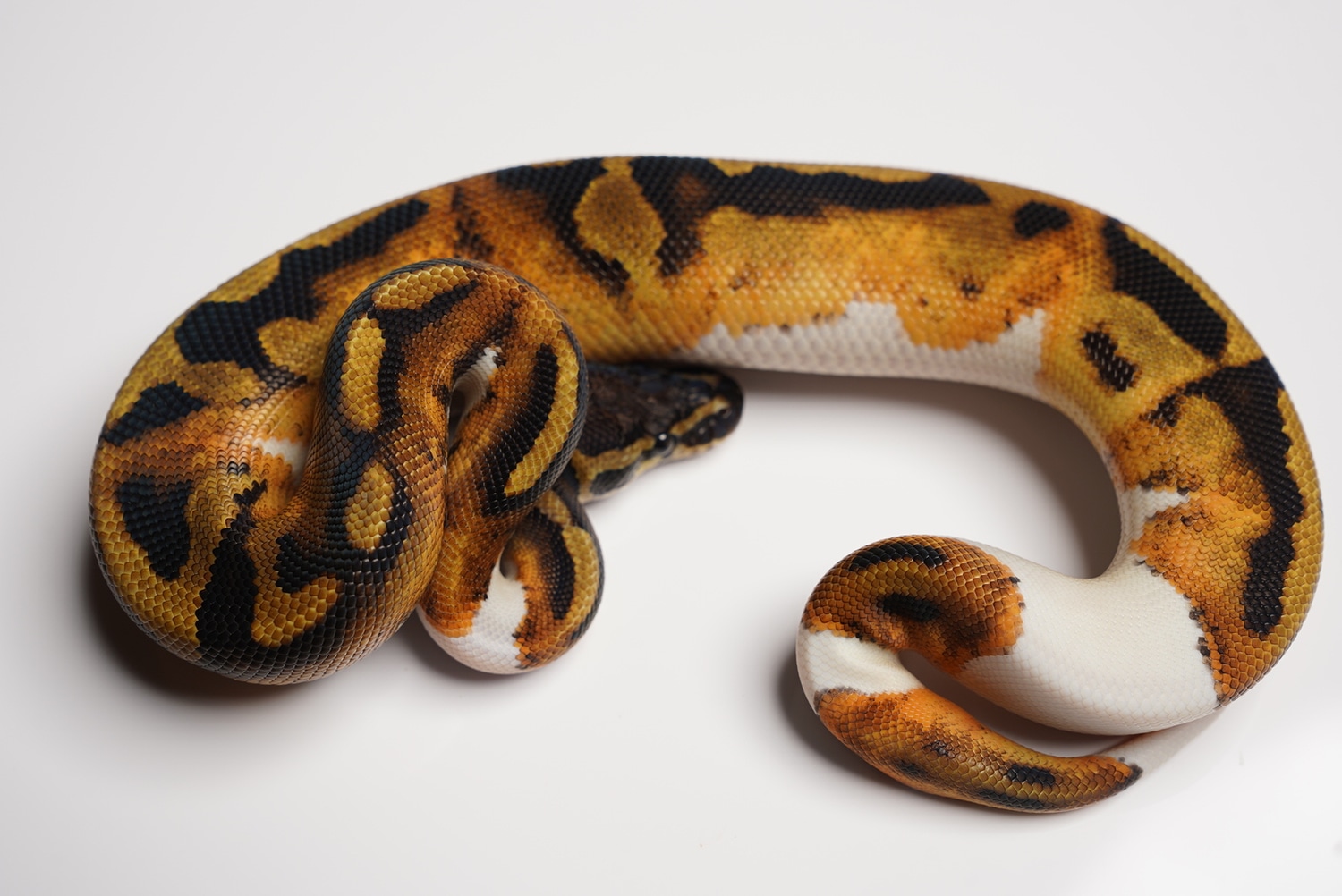 Pied Ball Python by Best Dressed Balls - MorphMarket