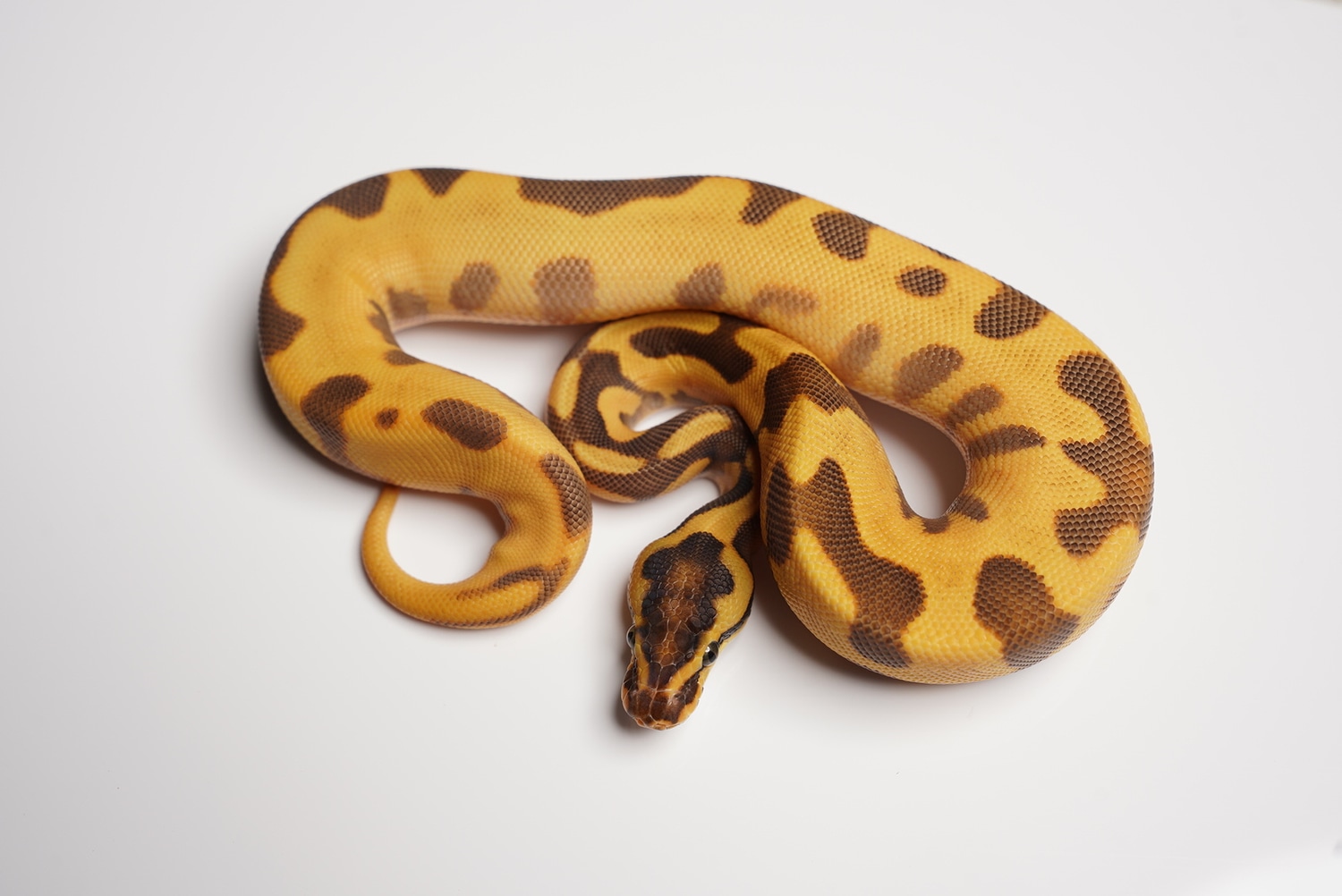 Fire Orange Dream Enchi Leopard Yellowbelly Or Asphalt Ball Python by ...