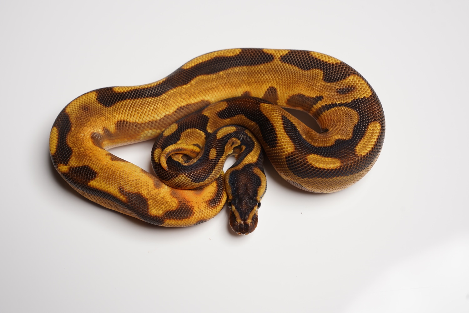 Fire Enchi Orange Dream Yellowbelly Or Asphalt Ball Python by Best ...