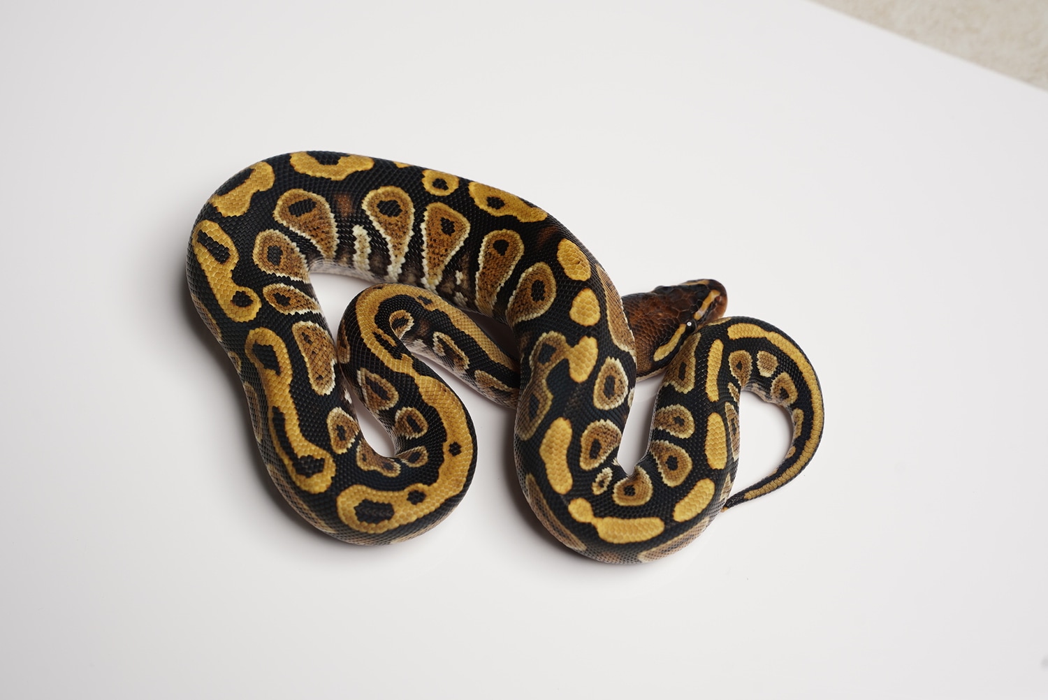 Cypress 66% Het Monarch Ball Python by Best Dressed Balls - MorphMarket