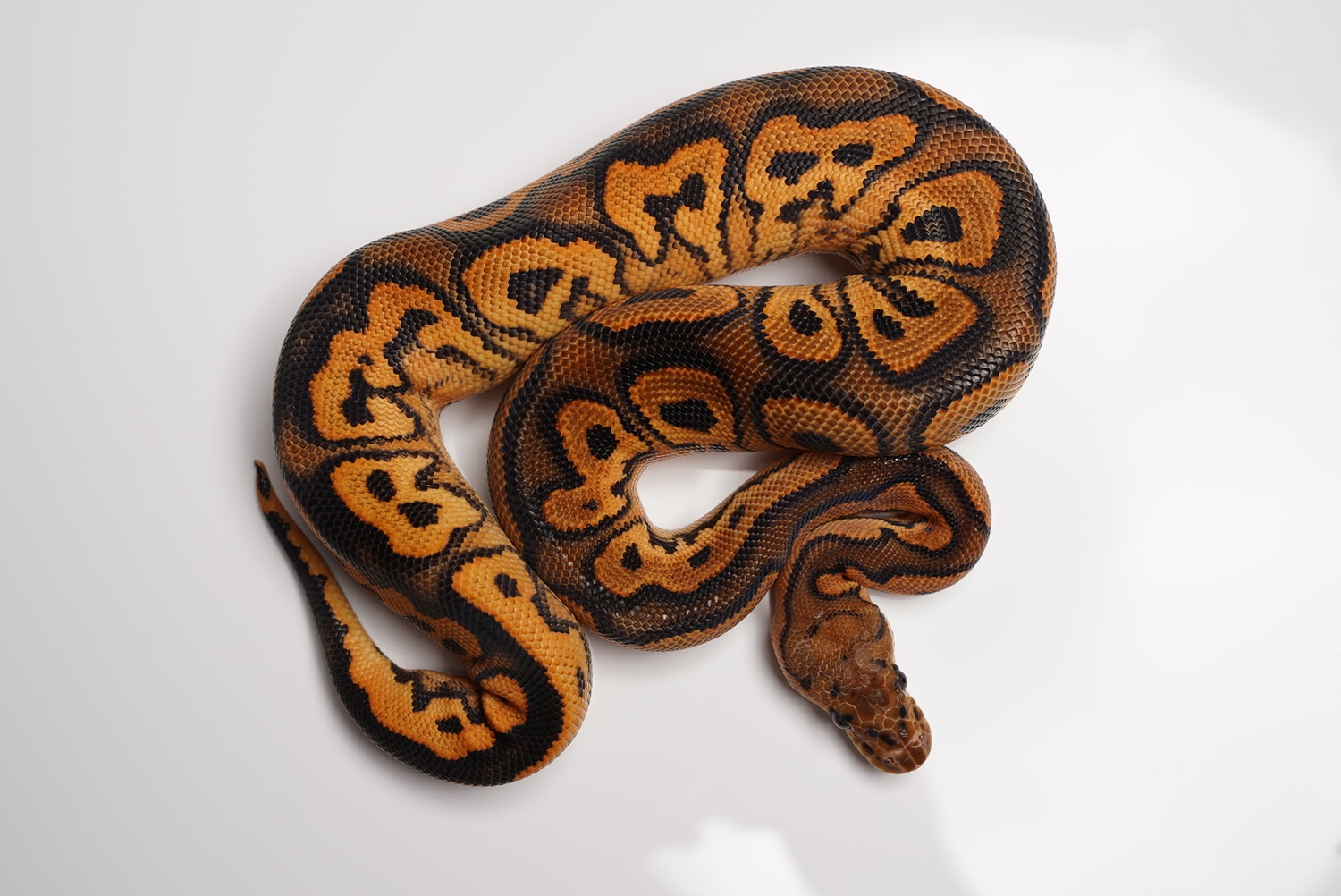 Orange Dream Yellowbelly Black Pastel Clown Ball Python by Best Dressed ...