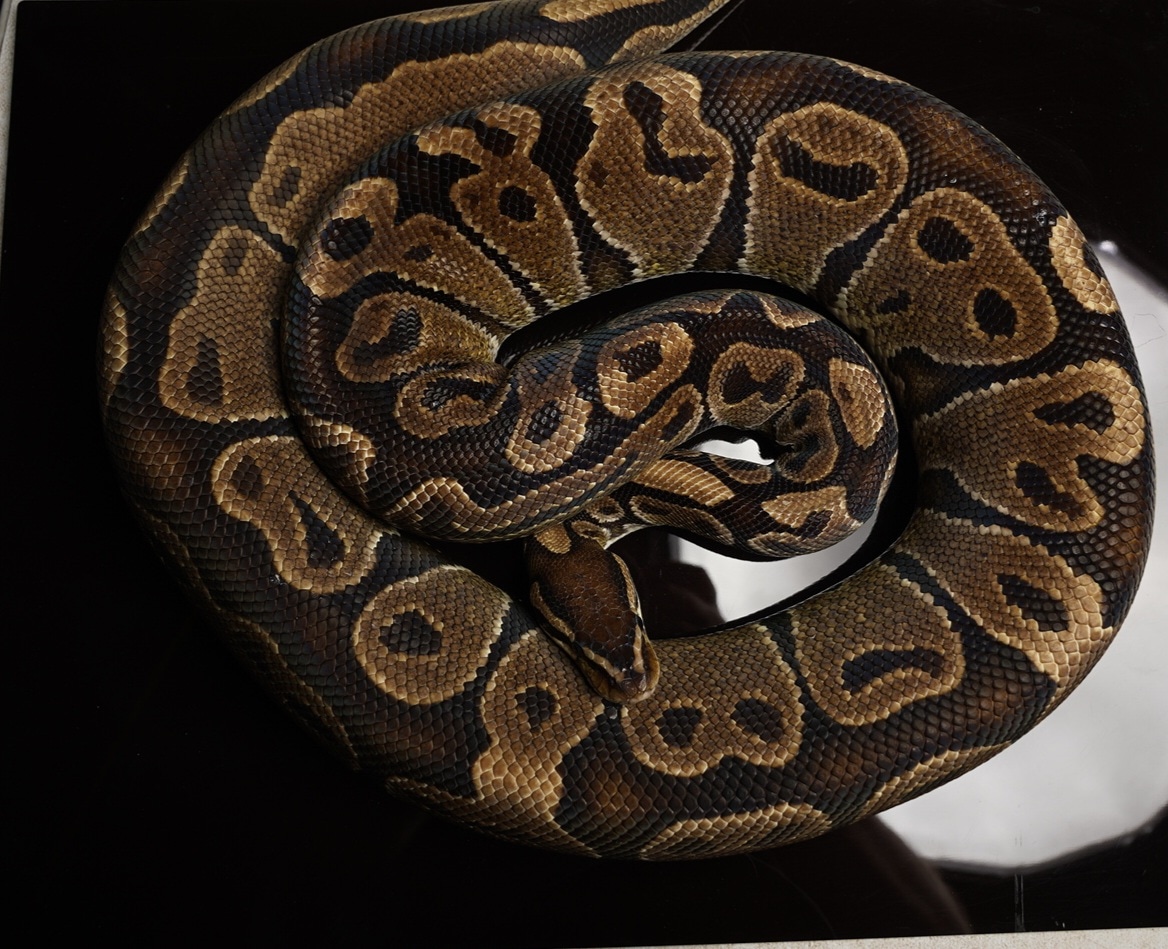 Het Monarch Ball Python by Best Dressed Balls - MorphMarket