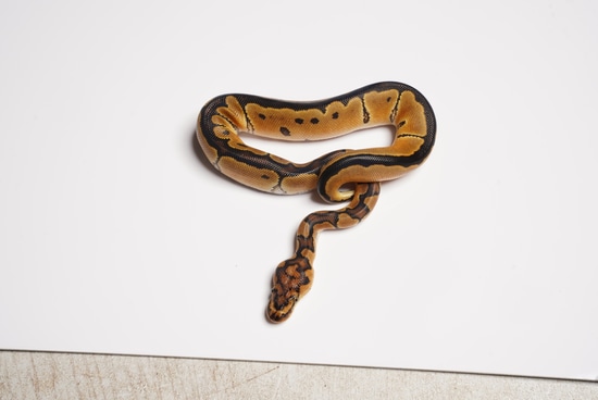 Mandarin Clown Ball Python by Best Dressed Balls